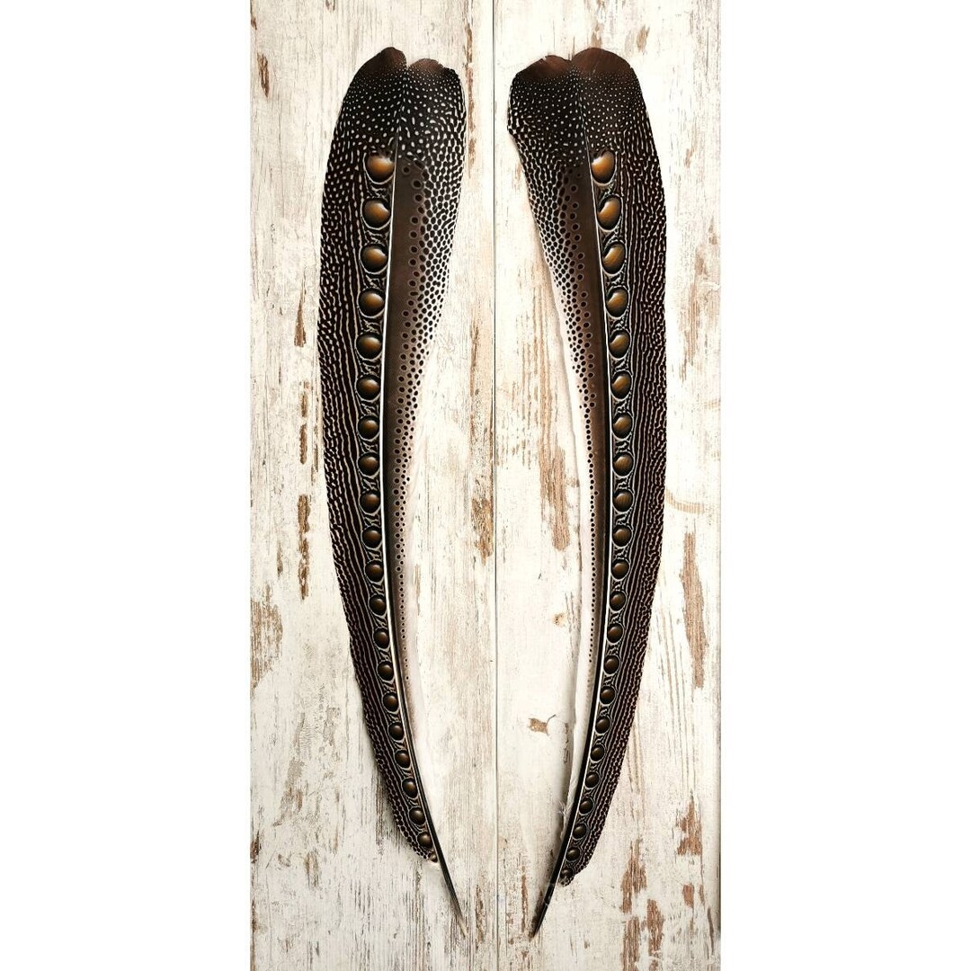 Matching Pair Great Argus Pheasant Secondary Wing Feathers. Ethically ...