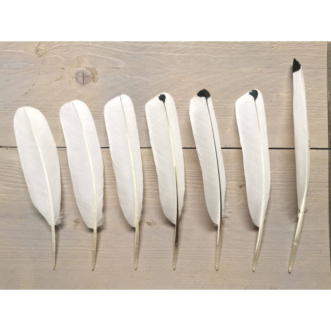 Rare Australian White Ibis Feathers. Ethically Moulted, Thoroughly ...
