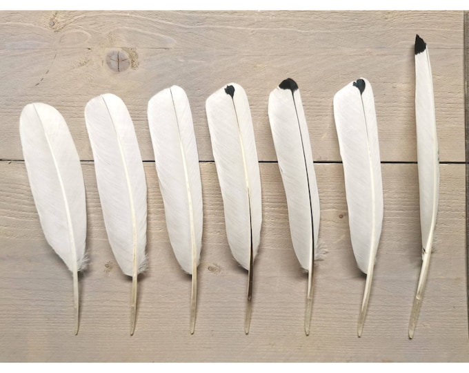 Rare Australian White Ibis Feathers. Ethically Moulting - Etsy