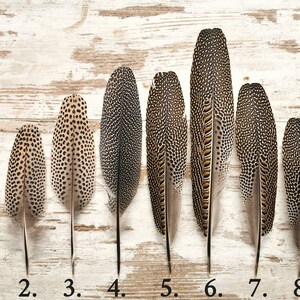 Argus Pheasant Body Feathers. Sourced From Molt Cleaned and Restored ...