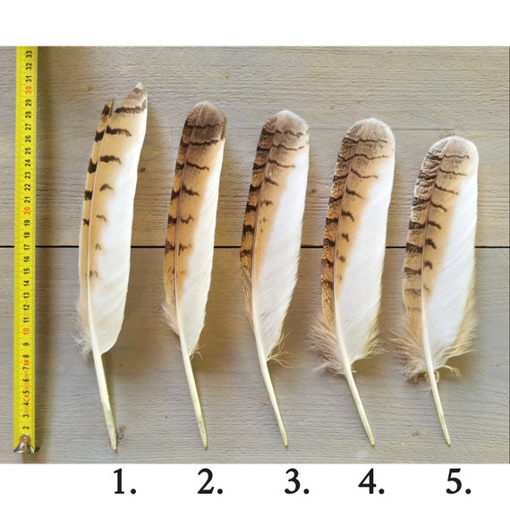 Indian Eagle Feathers