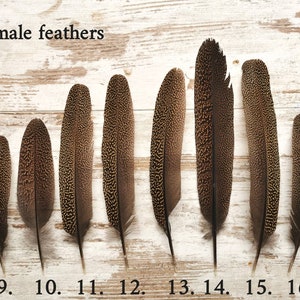 Argus Pheasant Body Feathers. Sourced From Molt Cleaned and Restored ...