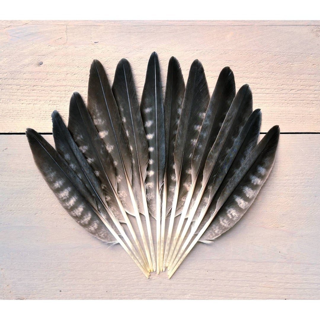 Falcon Feathers. Medium/small. Ethically Sourced From Molt. Cleaned and ...