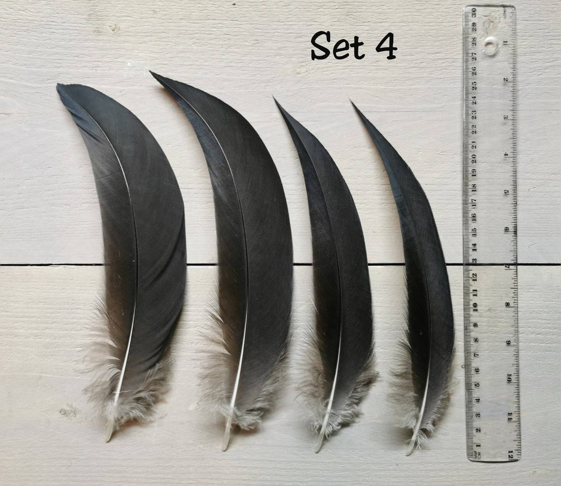 Rare Black Crowned Crane Feathers. Single Feathers and Sets. - Etsy Australia