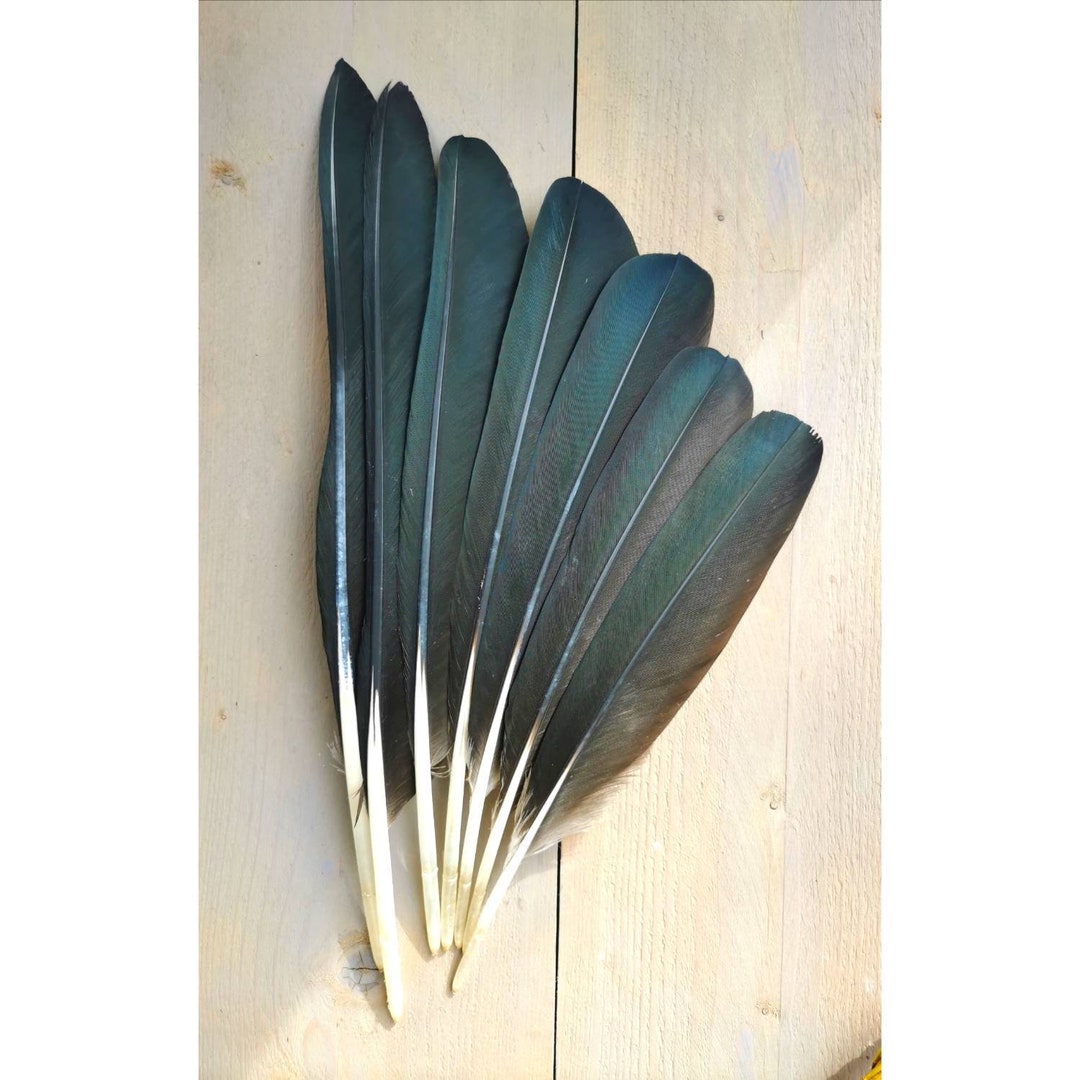 Rare Maguari Stork Feathers. South American Bird. Ethically Sourced ...