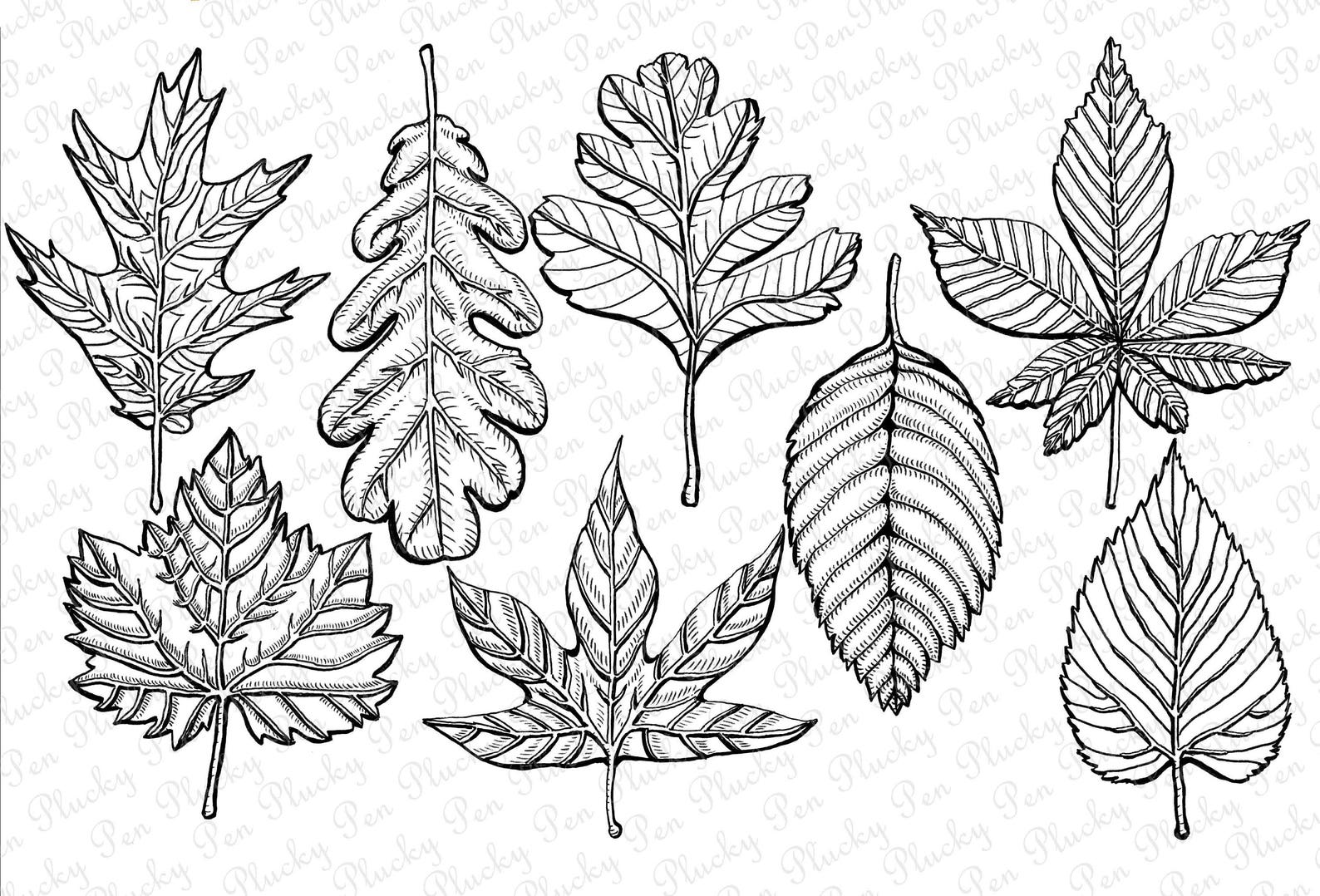 Fall Leaves Clipart. Instant Download. Lithographic, Etched Drawing ...