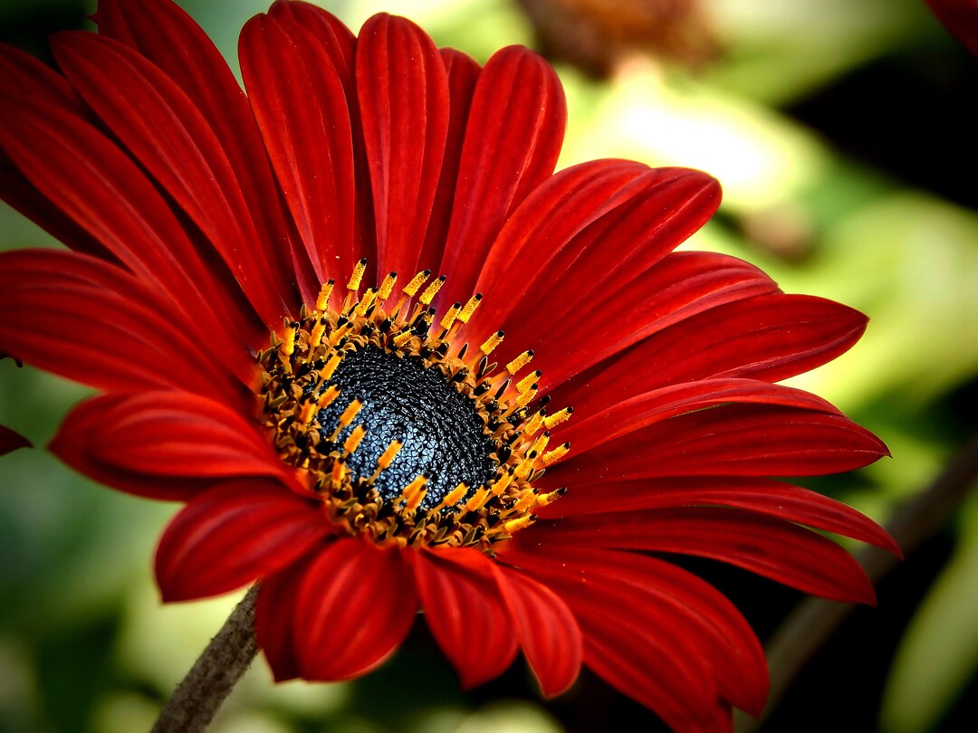 Red Daisy - Etsy