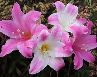 Surprise Lily Bulbs - Etsy