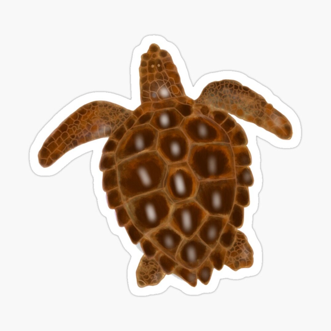 Loggerhead Turtle Sticker, Vinyl Waterproof, Water Bottle Decor, Laptop ...