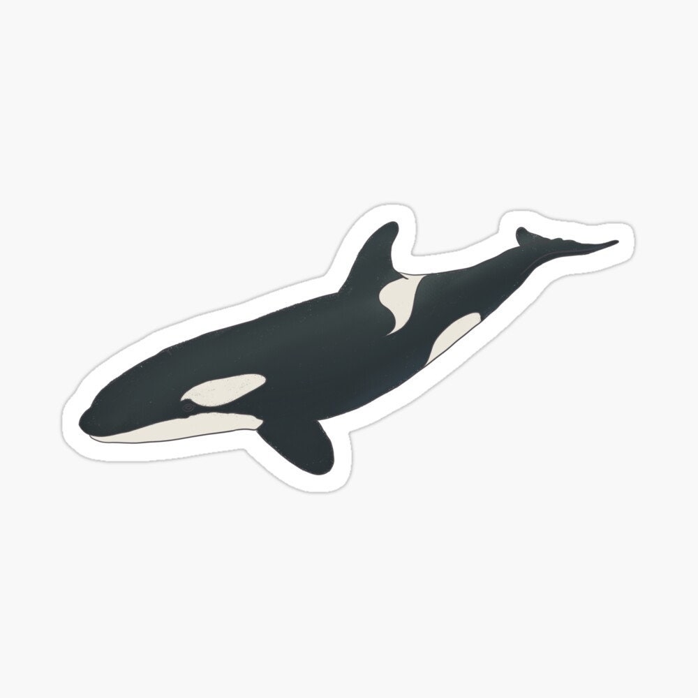 Orca Killer Whale Waterproof Vinyl Sticker, Kawaii Art, Marine Animal ...