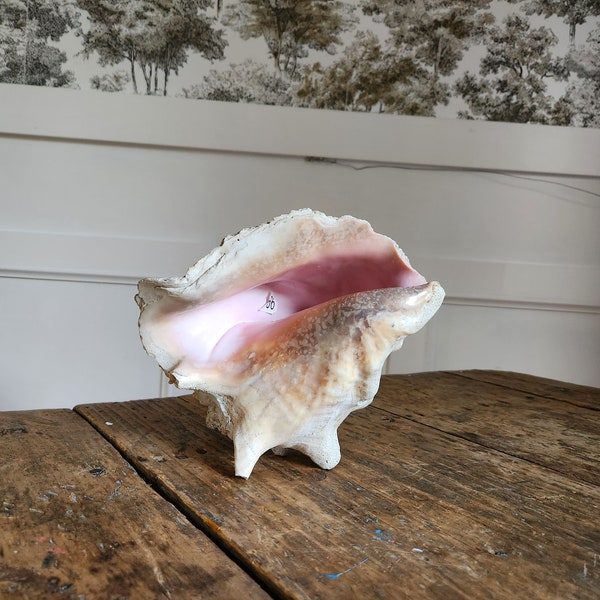 Sea Shell Planters - Etsy