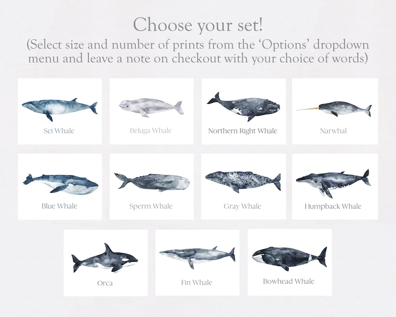 Whales Print Set Watercolour Whale Name Species Wall Art Ocean Sea ...