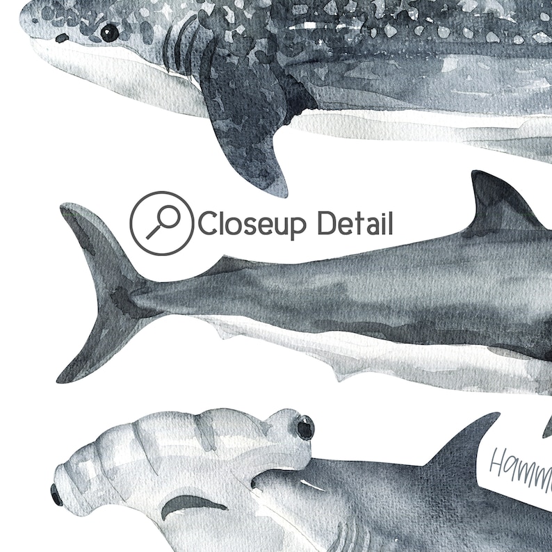 Sharks Art Print Shark Types Poster Navy Grey Sea Ocean - Etsy