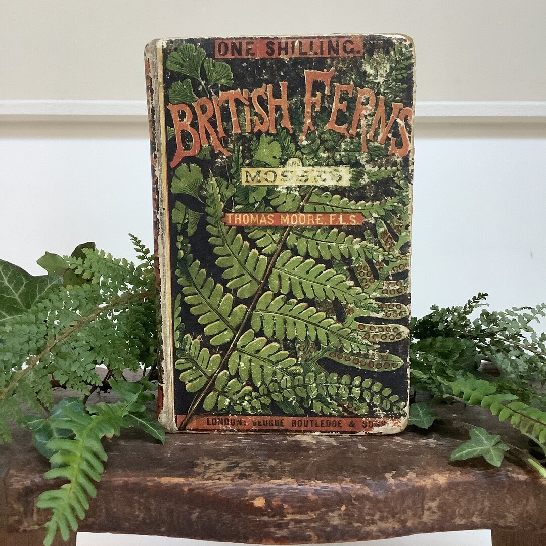 Antique 'british Ferns and Mosses' Book: Illustrated Botanical Plates ...