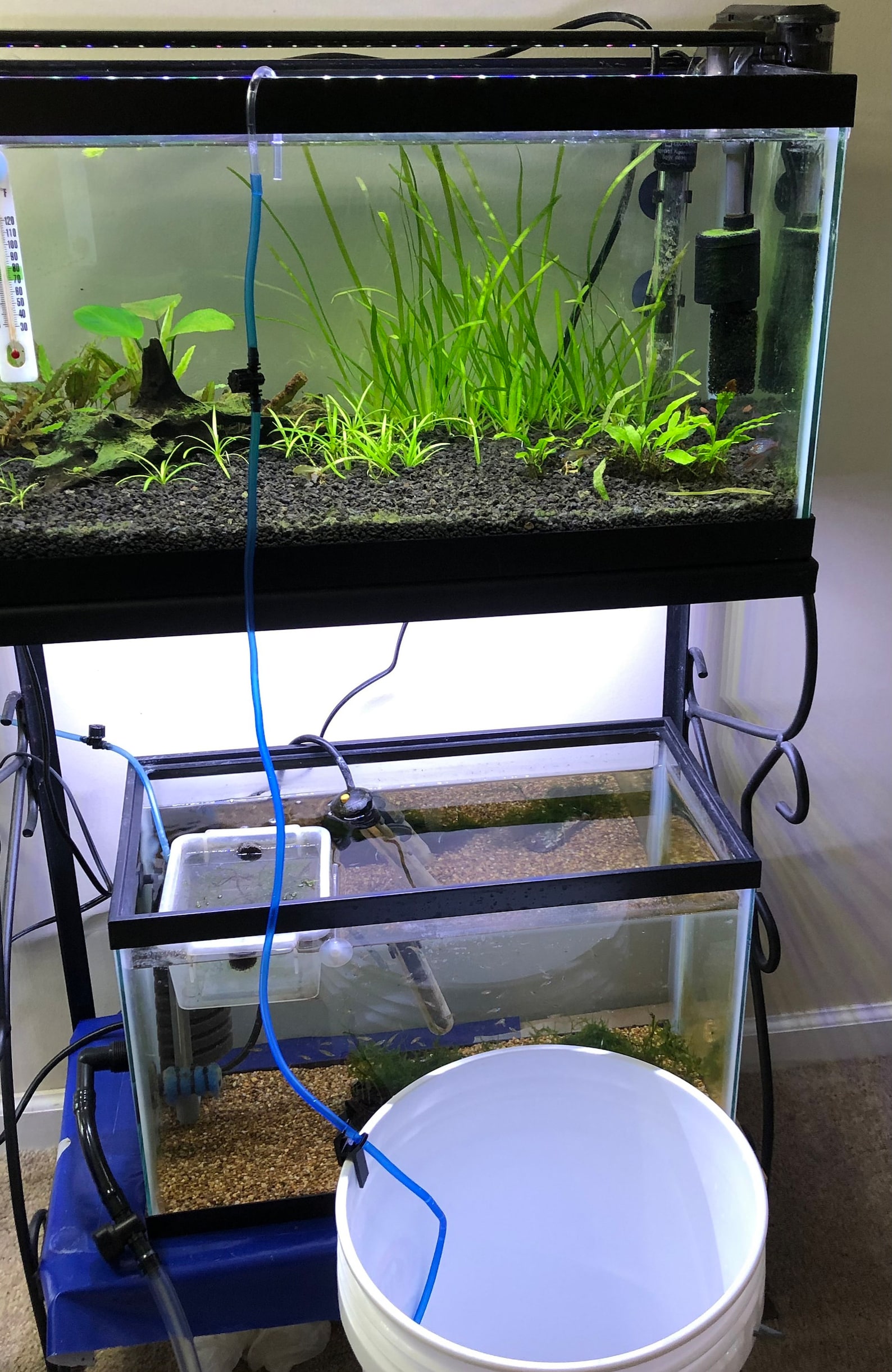 Deluxe Aquarium Drip Acclimation Kit for Freshwater or Saltwater, Fish ...