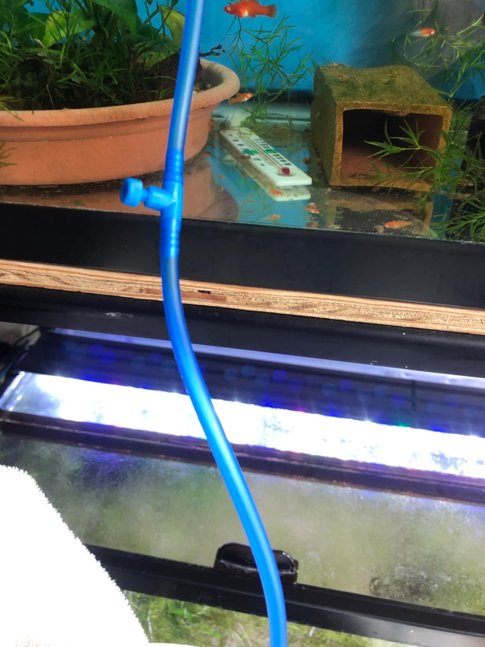 Deluxe Aquarium Drip Acclimation Kit for Freshwater or | Etsy