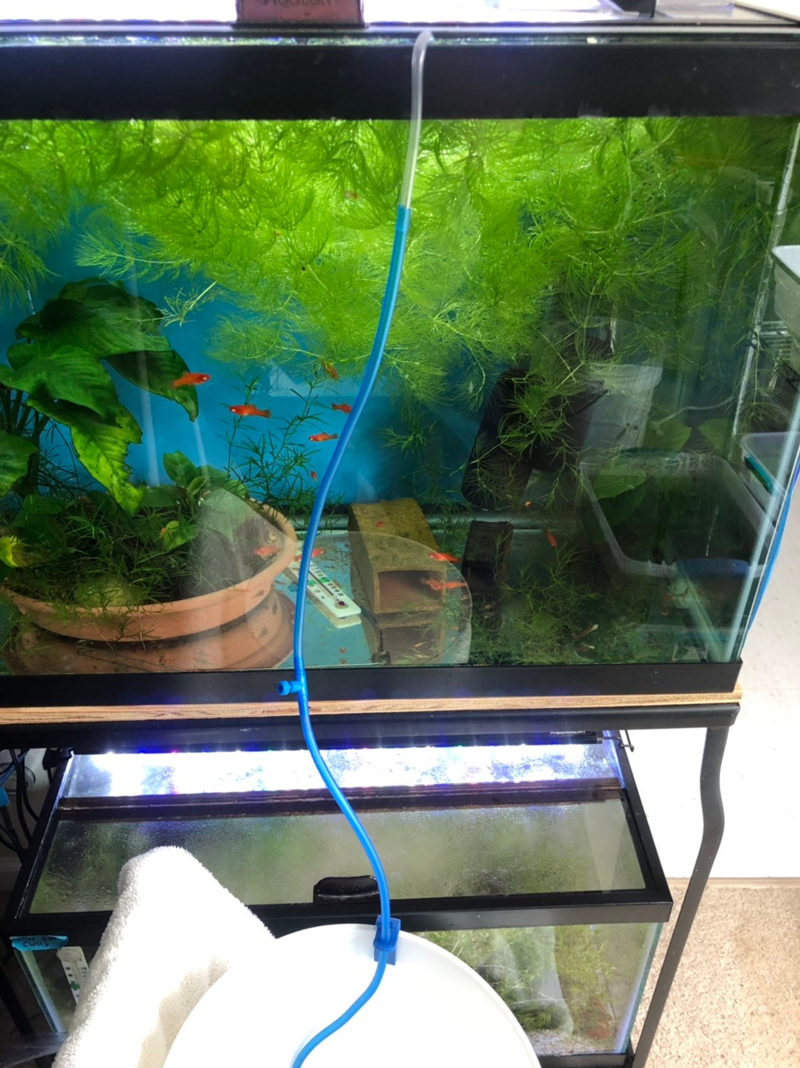 Deluxe Aquarium Drip Acclimation Kit for Freshwater or | Etsy