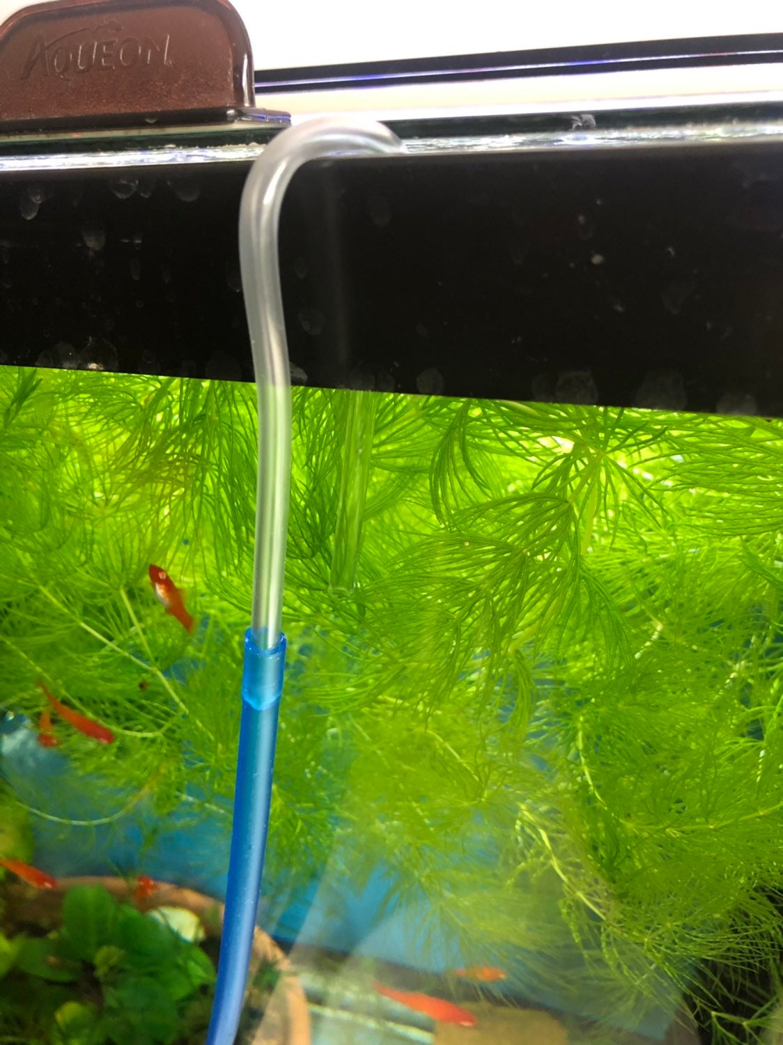 Deluxe Aquarium Drip Acclimation Kit for Freshwater or | Etsy