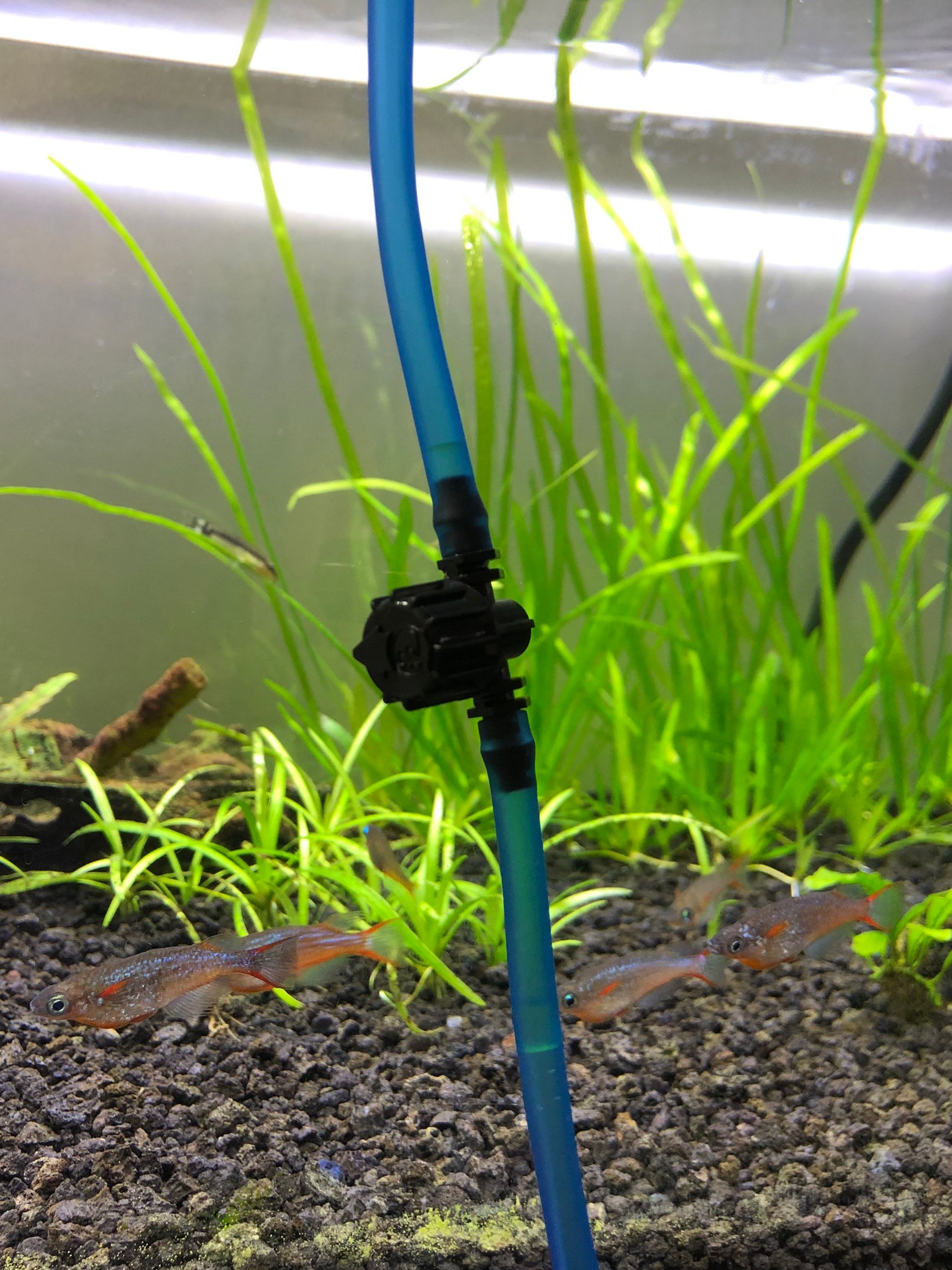 Deluxe Aquarium Drip Acclimation Kit for Freshwater or Saltwater, Fish ...