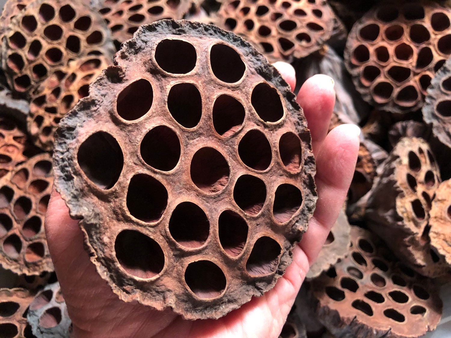 Dried Lotus Seed Pods