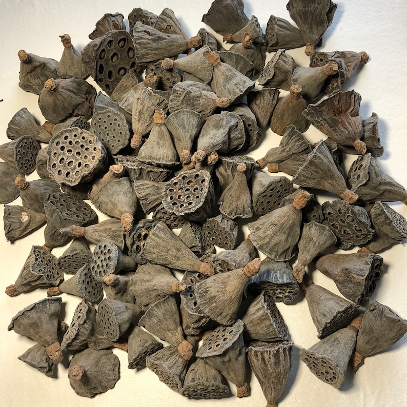 Mini Lotus Pods for Aquarium Terrarium Shrimp Fish Amphibian - Etsy