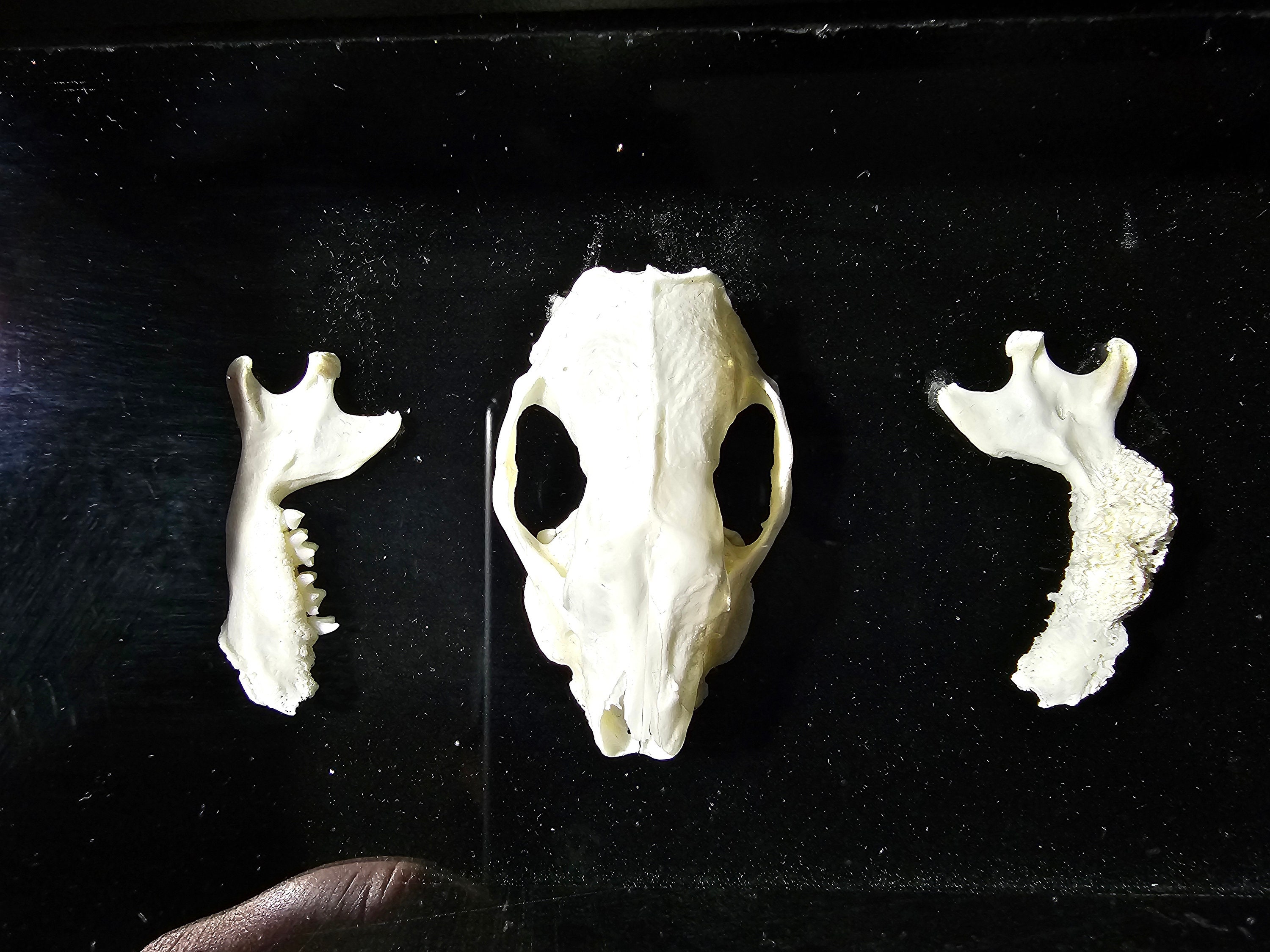 Hedgehog Skull Shadow Box - Etsy