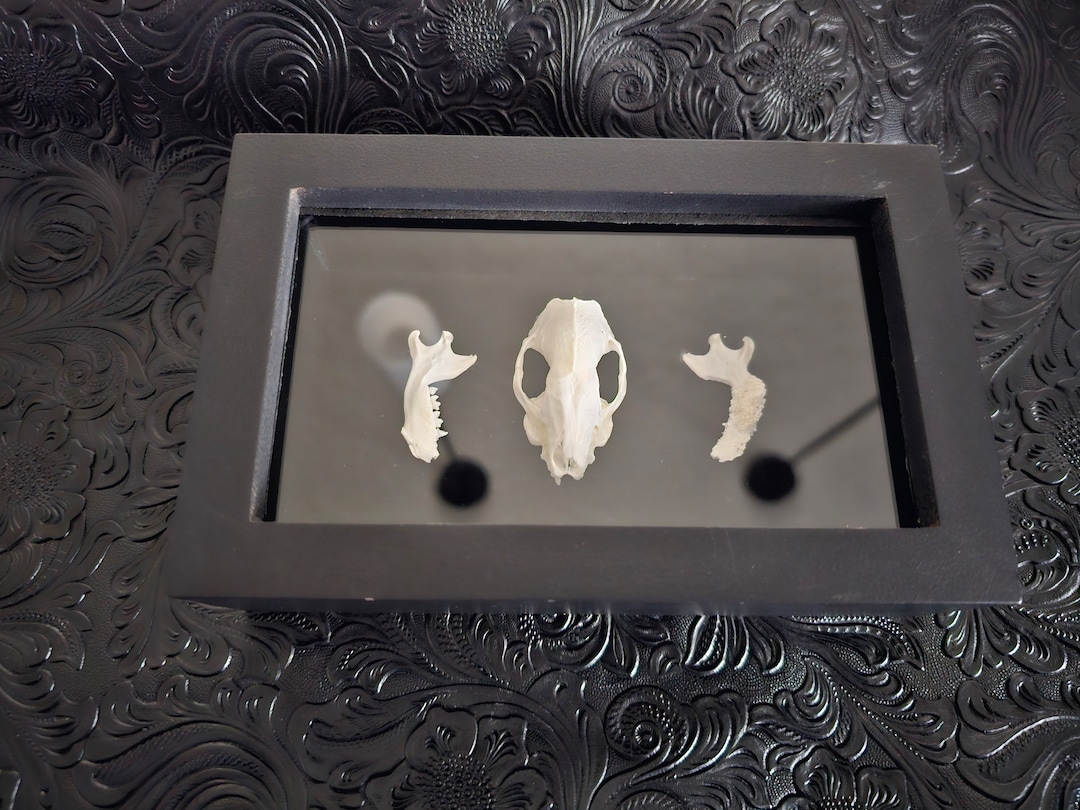 Hedgehog Skull Shadow Box - Etsy