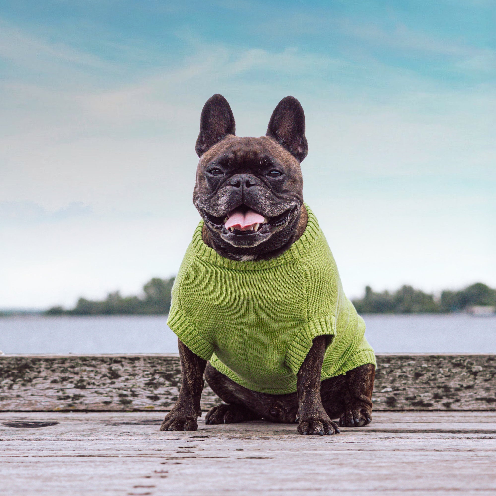 Cozy Cotton Matching Sweaters for Dog and Human//crew Neck Dog Owner ...