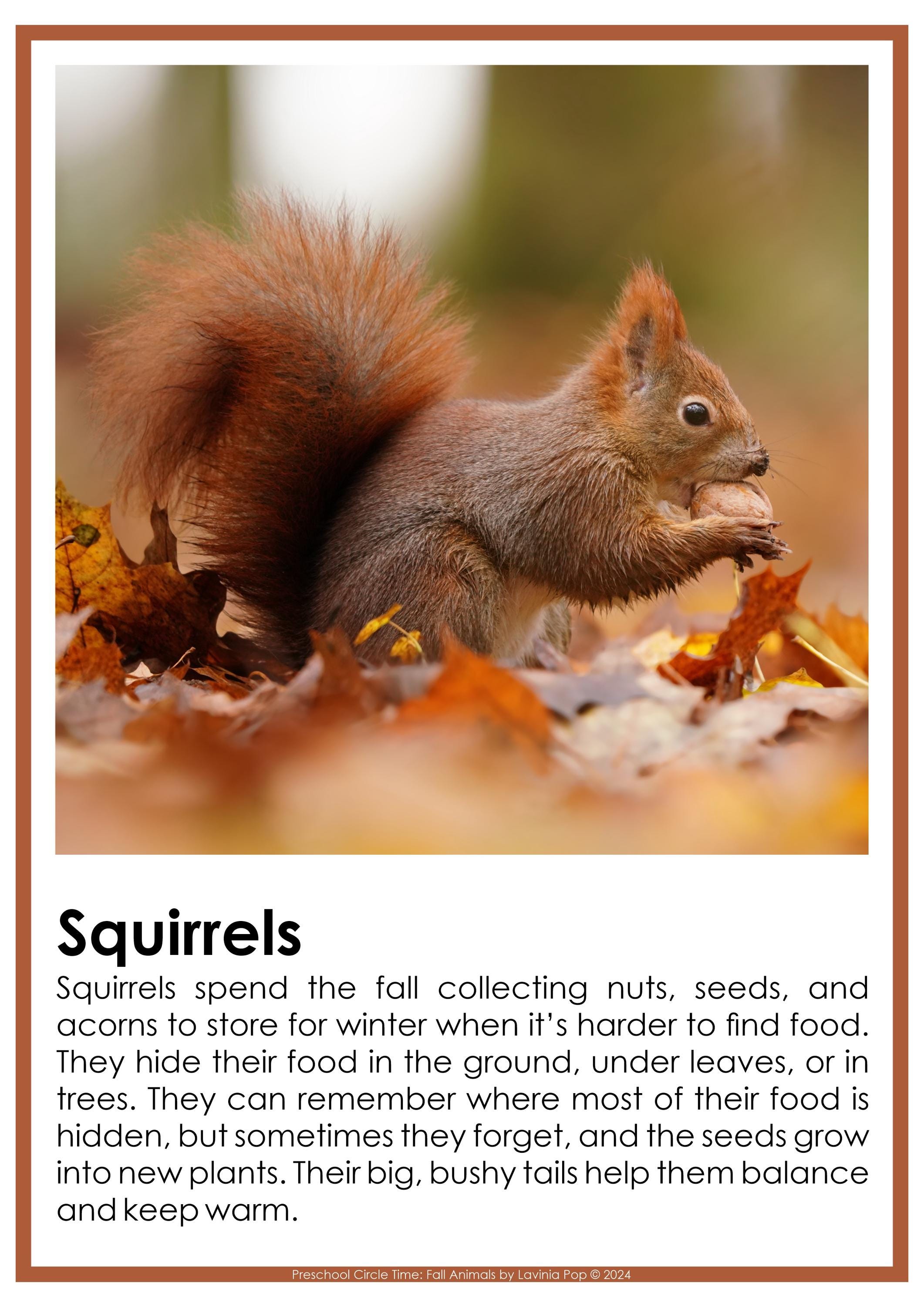 Fall Animals Preschool Curriculum Printables | Fall Animals Preschool ...