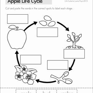 Apple Life Cycle Printable Posters Books Worksheets - Etsy