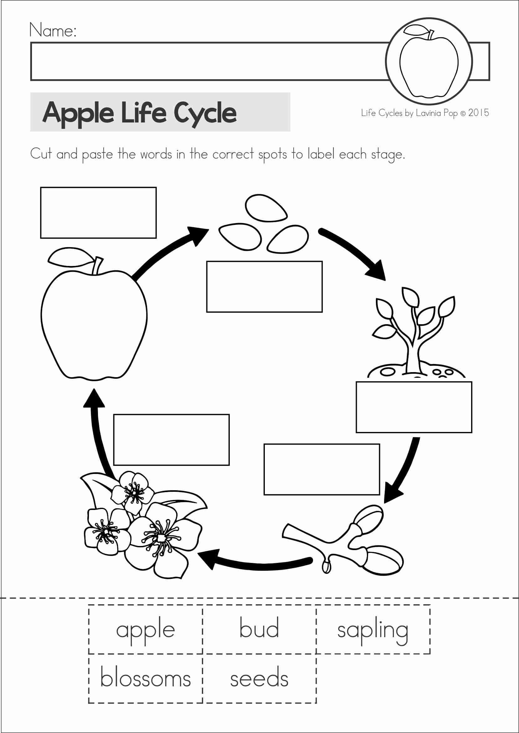Apple Life Cycle Printable Posters Books Worksheets - Etsy