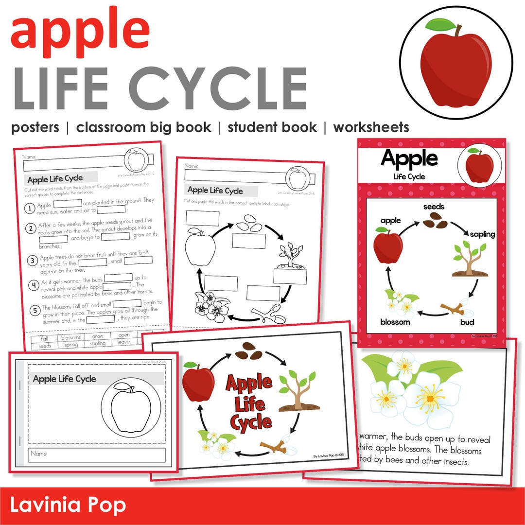 Apple Life Cycle Printable Posters Books Worksheets - Etsy