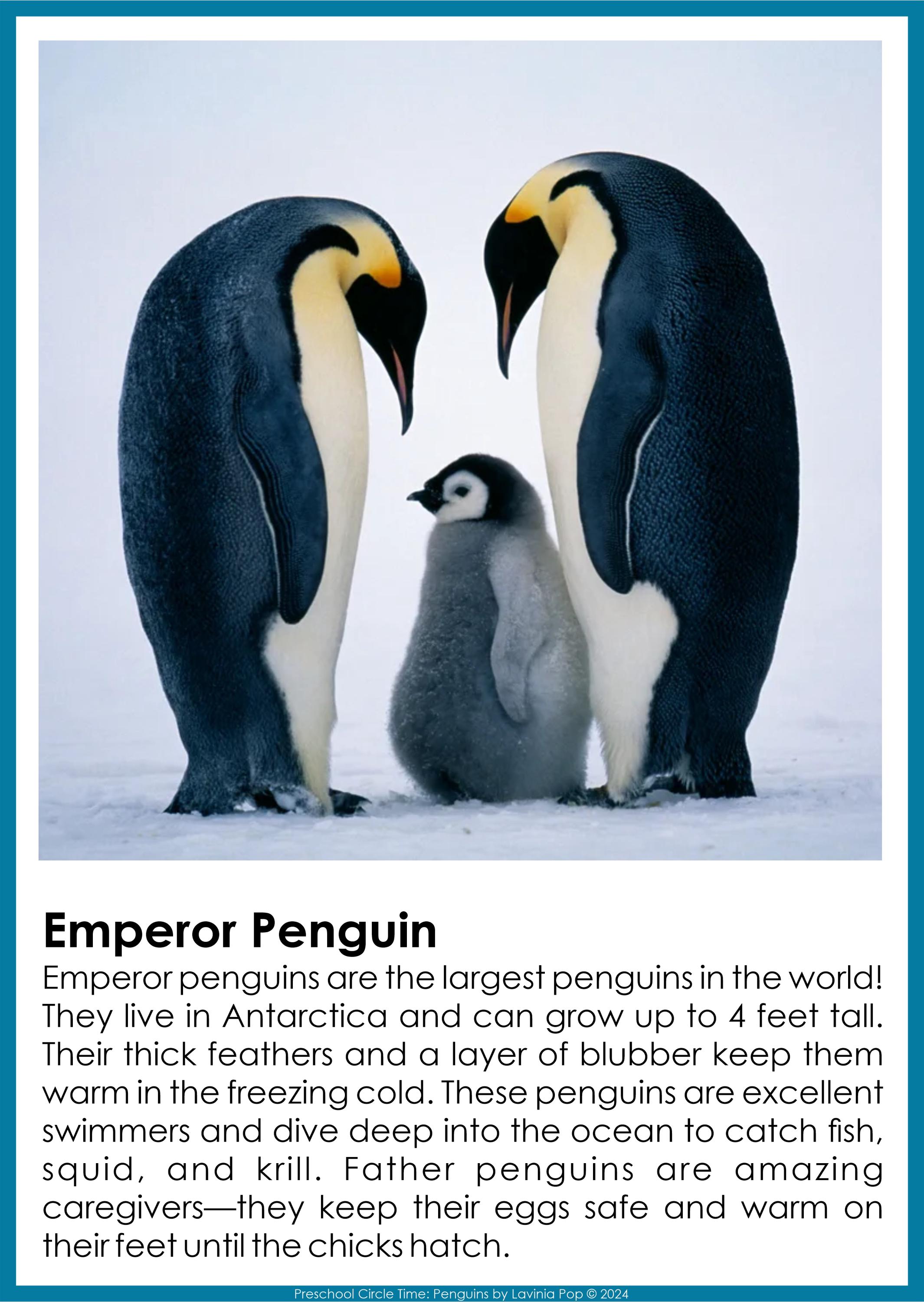 Penguins Preschool Theme Curriculum Printables | Preschool Circle Time ...
