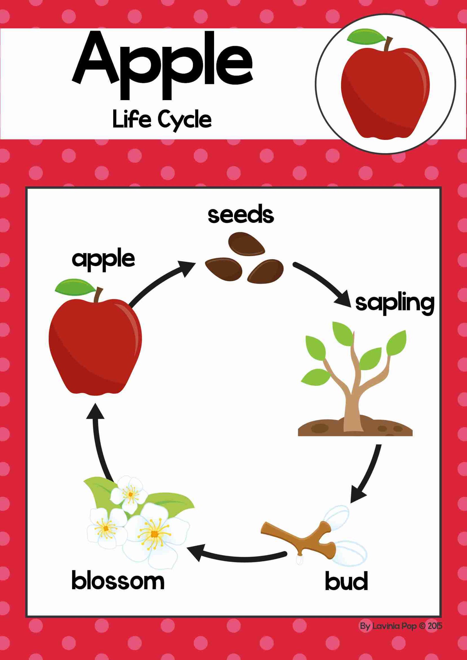 Apple Life Cycle Printable Posters Books Worksheets - Etsy