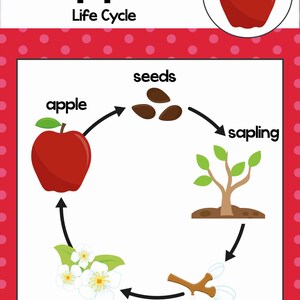 Apple Life Cycle Printable Posters Books Worksheets - Etsy