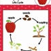 Apple Life Cycle Printable Posters Books Worksheets - Etsy