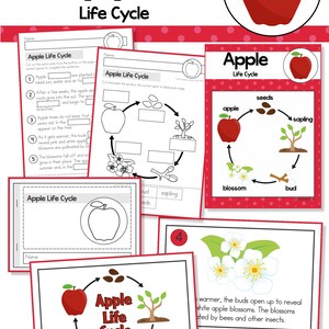 Apple Life Cycle Printable Posters Books Worksheets - Etsy