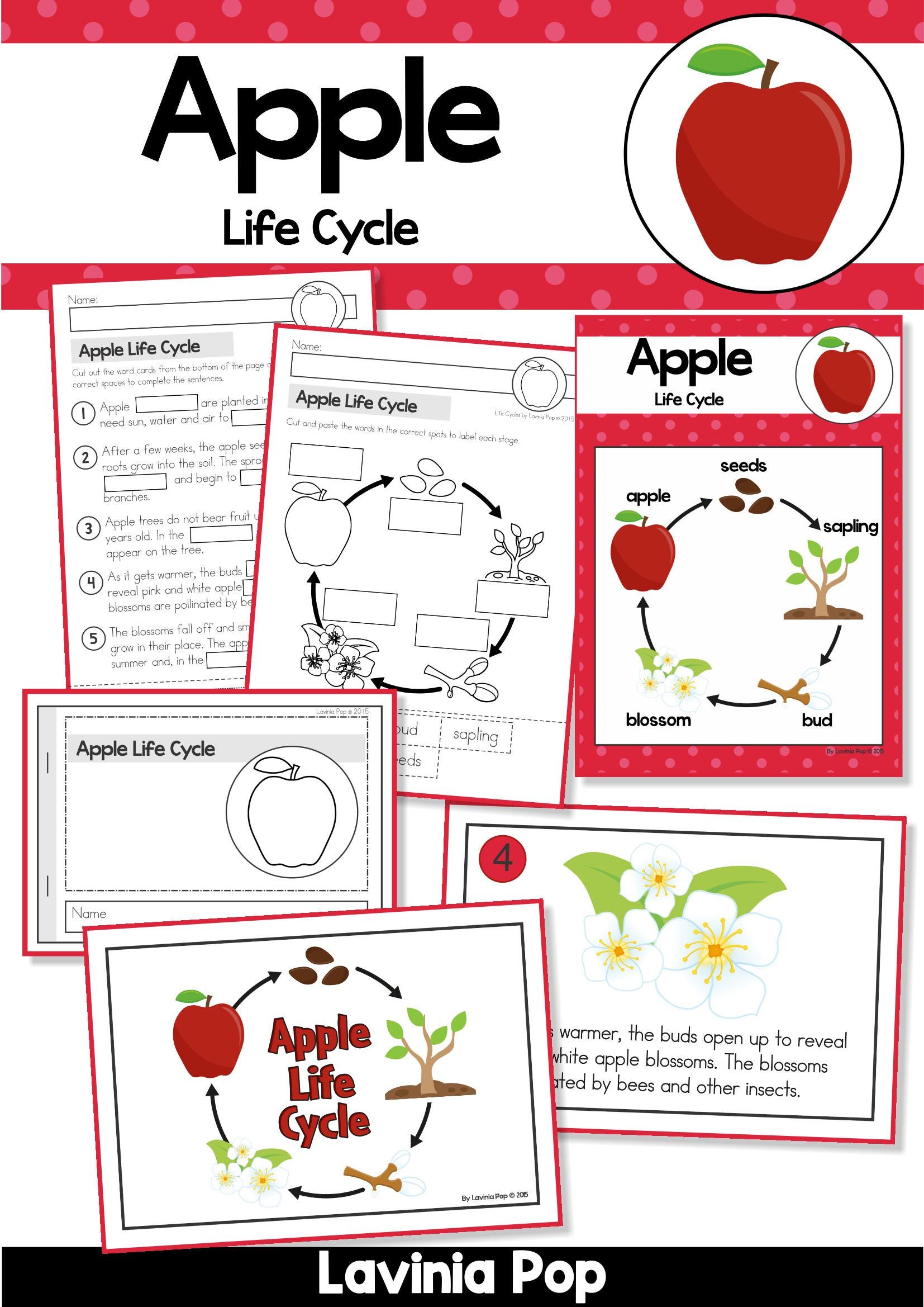 Apple Life Cycle Printable Posters Books Worksheets - Etsy