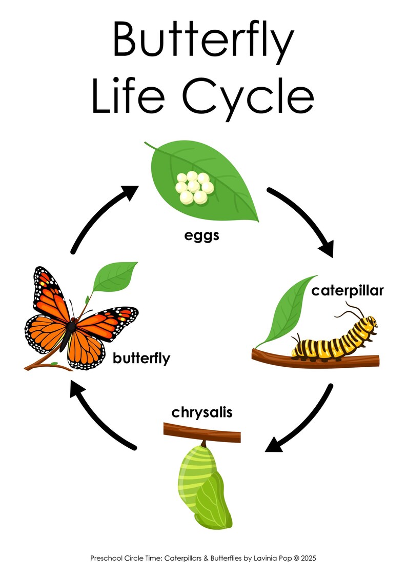 Caterpillars and Butterflies Preschool Theme Curriculum Printables ...
