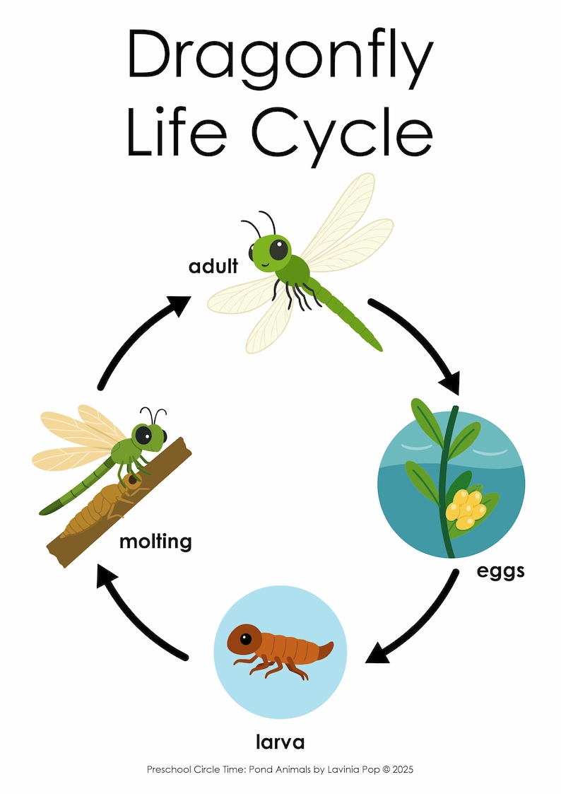 Pond Animals Preschool Theme Curriculum Printables | Preschool Circle ...