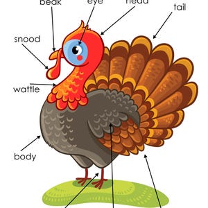 Thanksgiving Preschool Theme Curriculum Printables | Preschool Circle ...