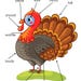 Thanksgiving Preschool Theme Curriculum Printables | Preschool Circle ...