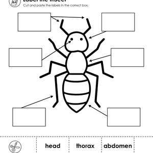 Insects Preschool Theme Curriculum Printables | Preschool Circle Time ...