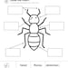 Insects Preschool Theme Curriculum Printables | Preschool Circle Time ...