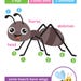 Insects Preschool Theme Curriculum Printables | Preschool Circle Time ...