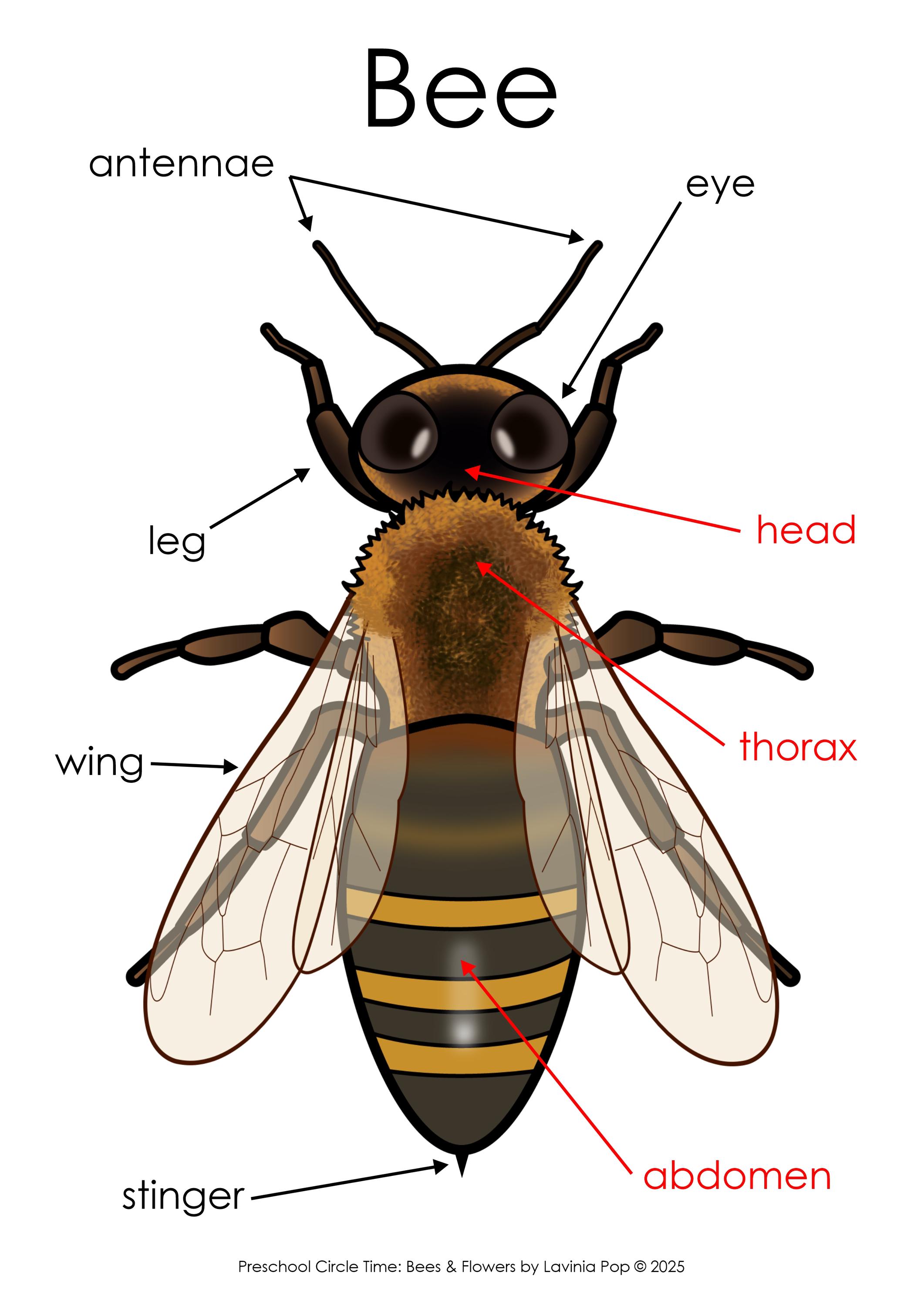 Bees and Flowers Preschool Theme Curriculum Printables | Preschool ...