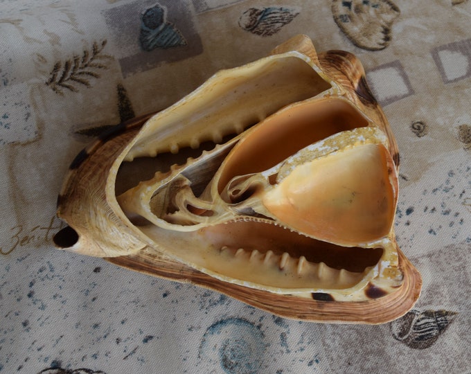 Crown Conch Skeleton Conch Anatomy Nautical Decor - Etsy