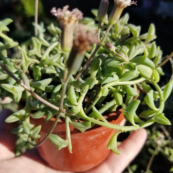 Dancing Dolphin Plant - Etsy