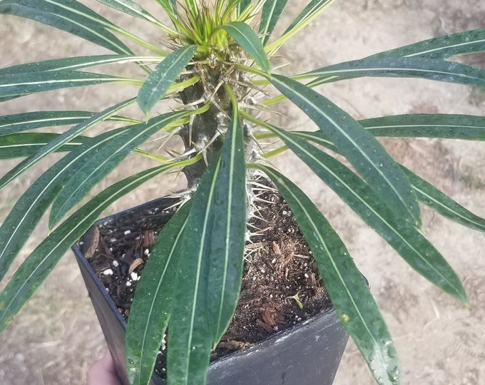 Madagascar Palm Tree Lamerei Live Plant Stem Succulent 5" Tall in in 4 ...