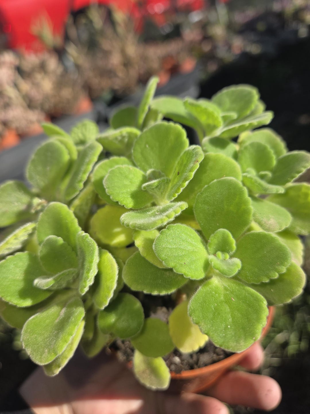 Vicks Plant, Plectranthus Tomentosa (4" Pot) - Etsy